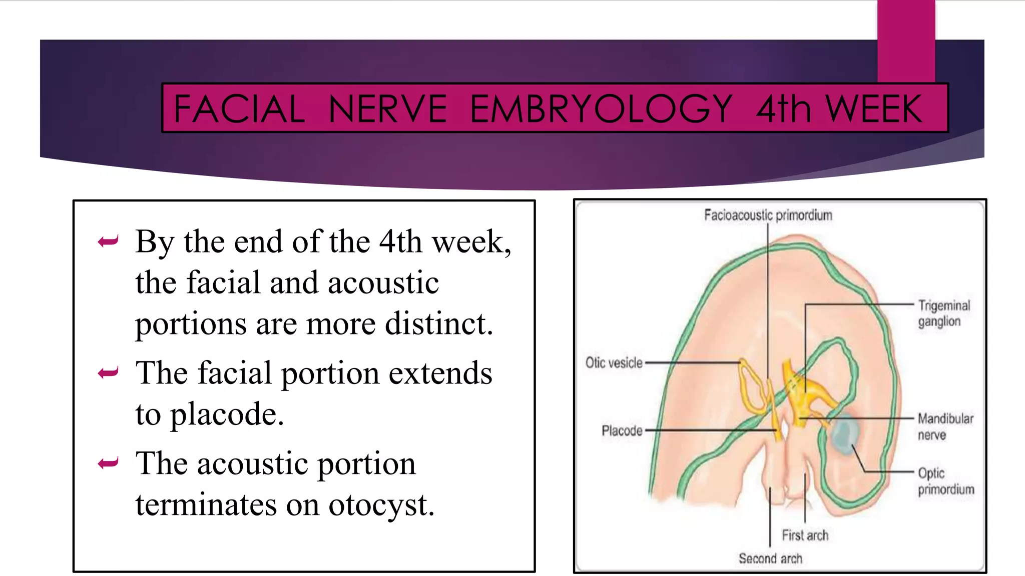 FACIAL NERVE.pptx