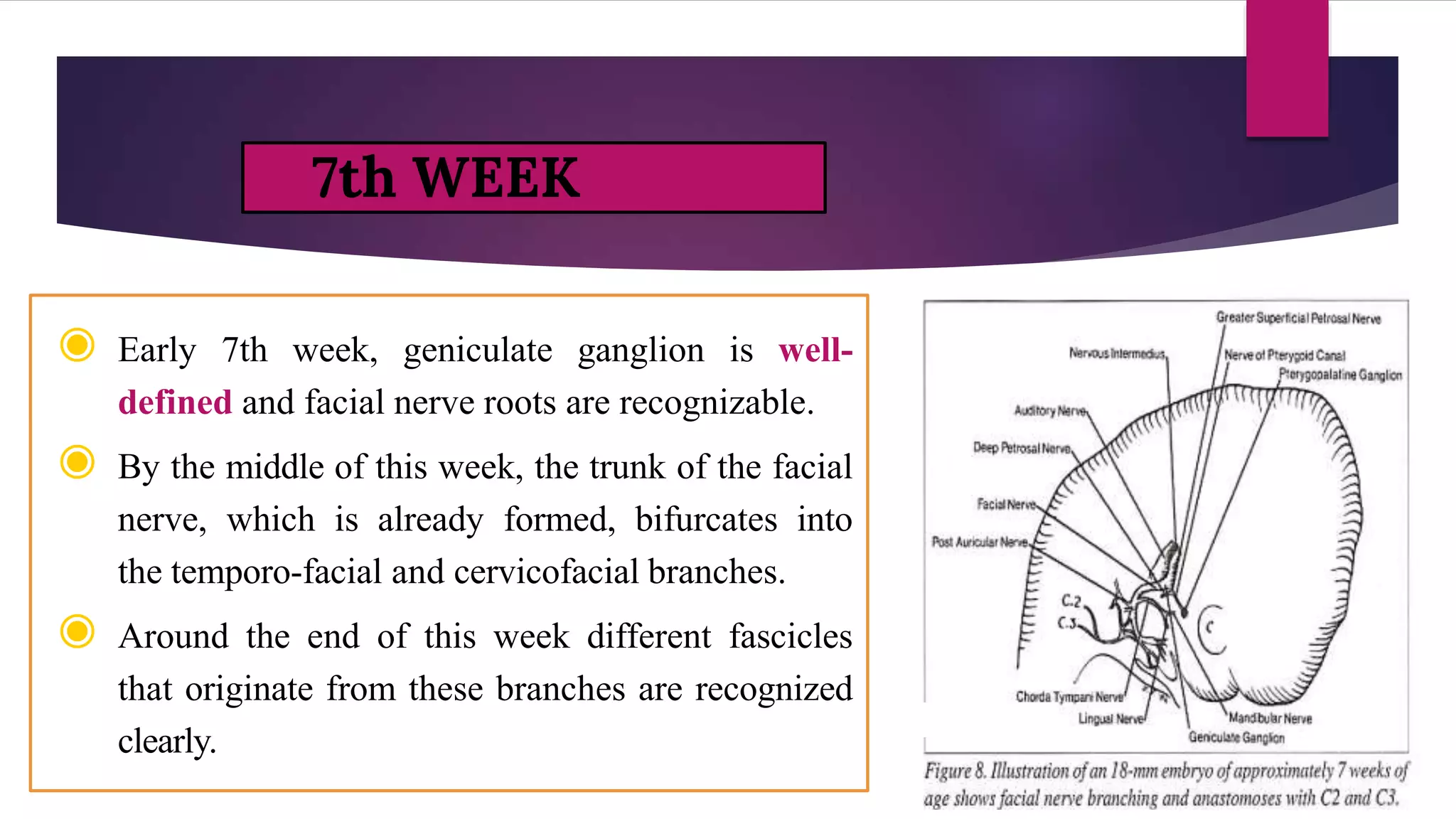 FACIAL NERVE.pptx