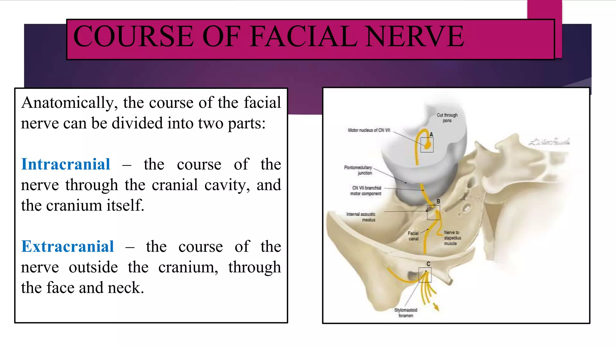 FACIAL NERVE.pptx