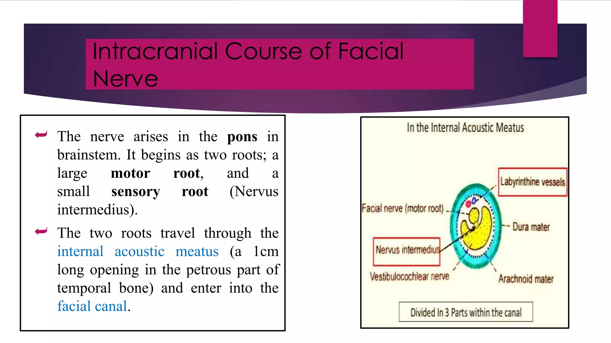 FACIAL NERVE.pptx