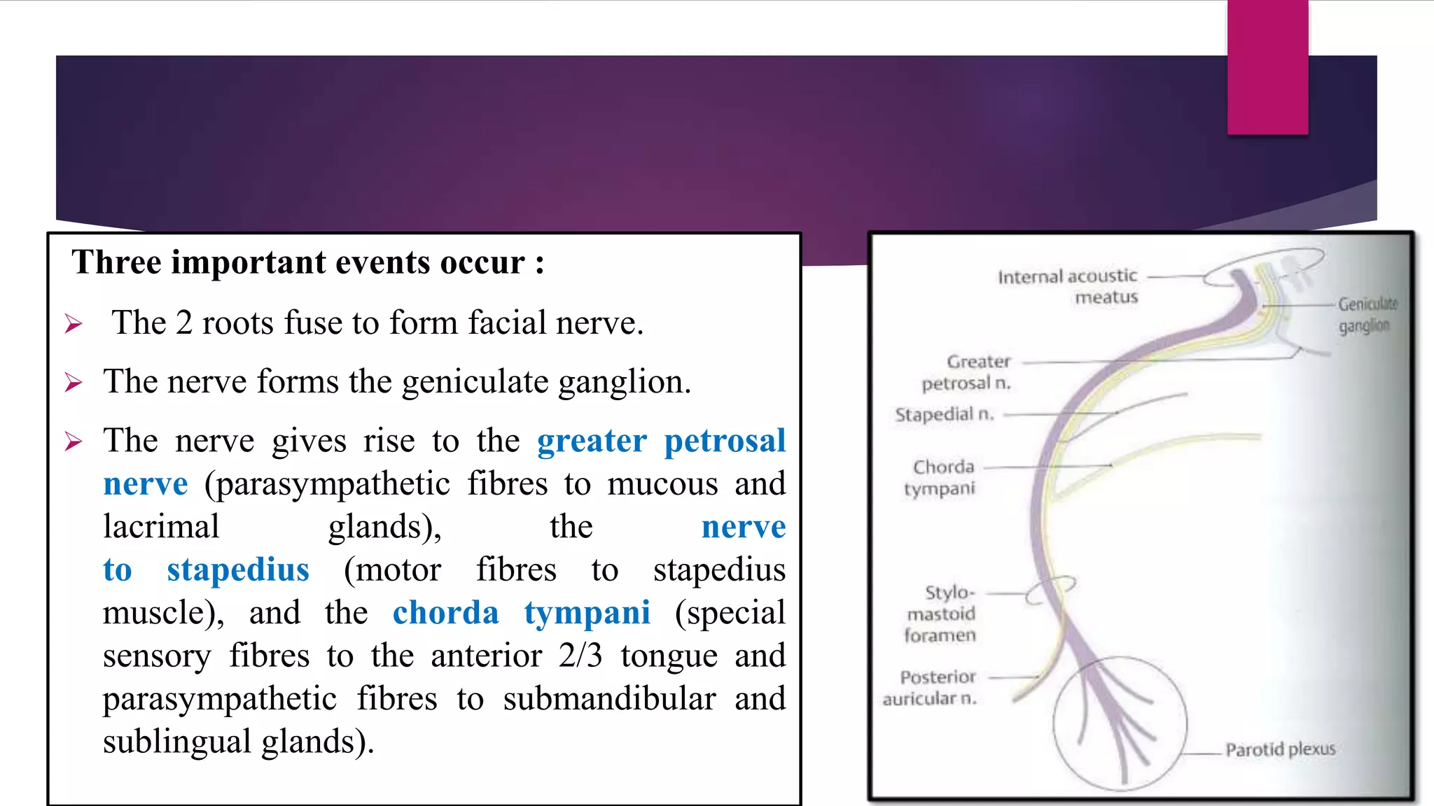 FACIAL NERVE.pptx