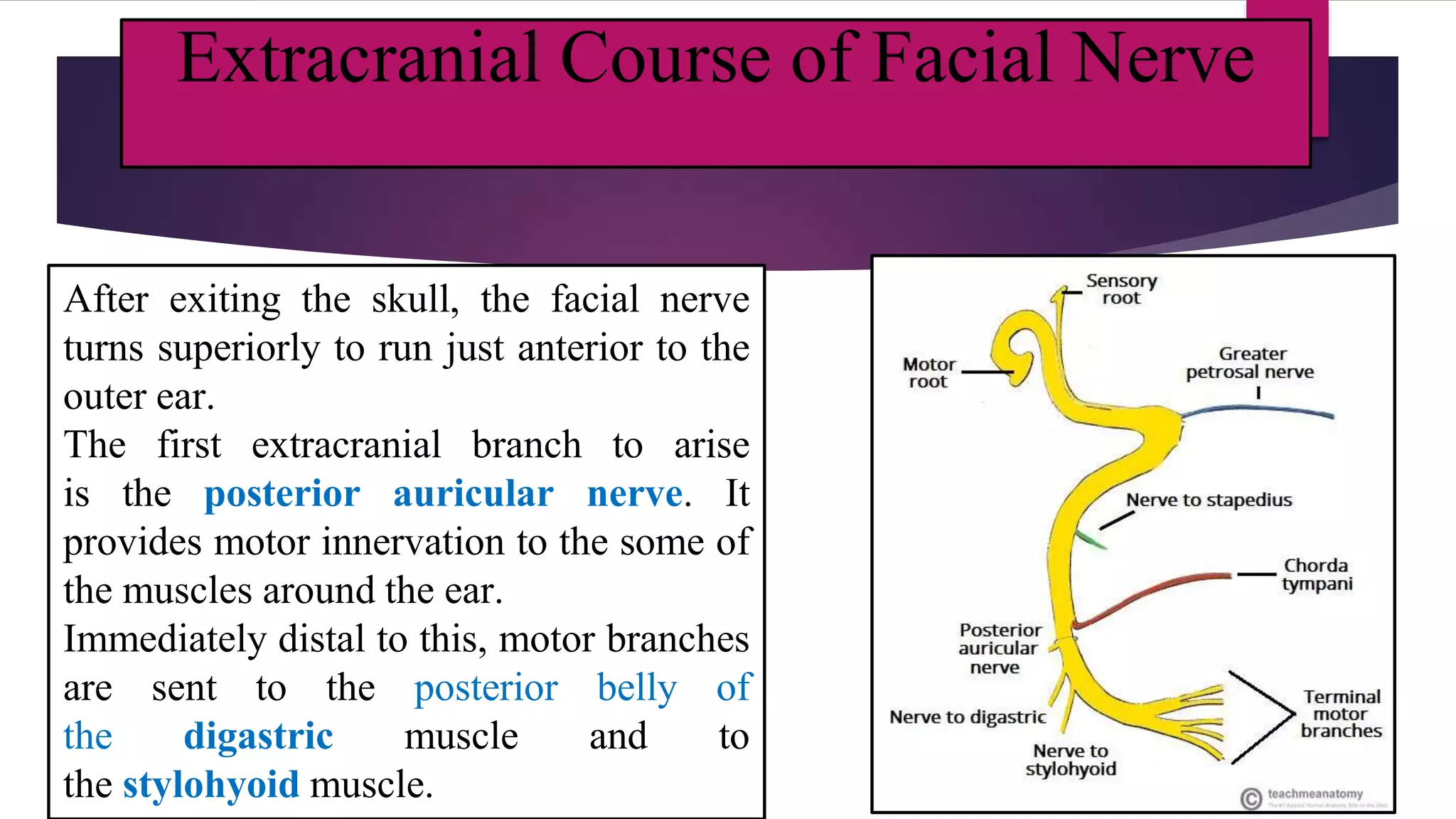 FACIAL NERVE.pptx
