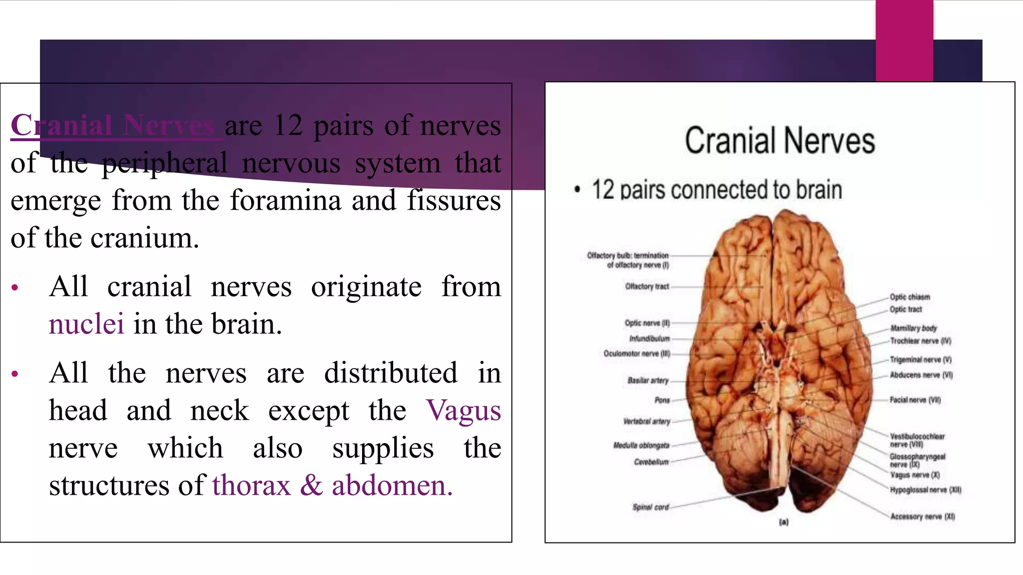 FACIAL NERVE.pptx