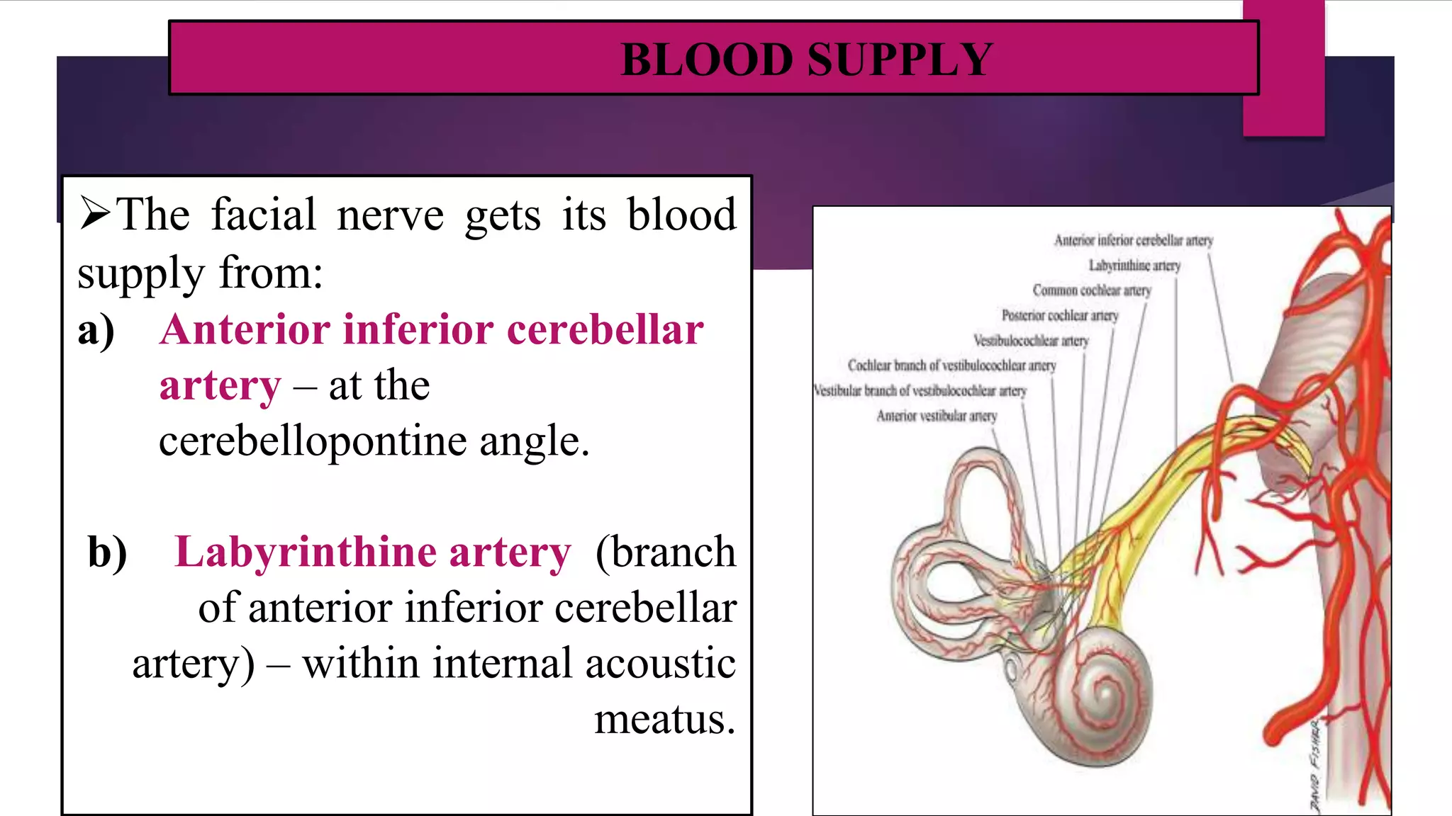 FACIAL NERVE.pptx