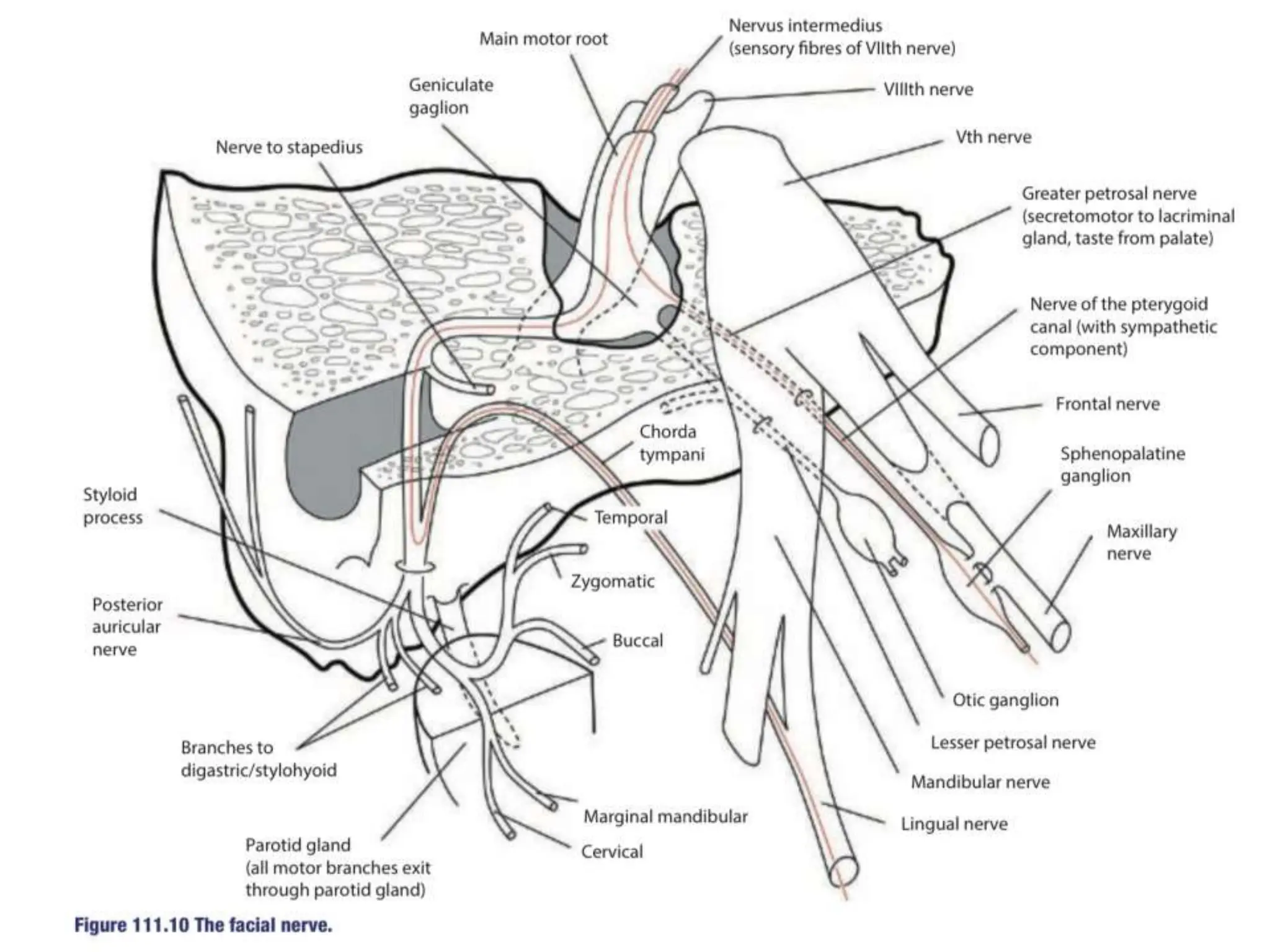 Facial Nerve.pptx