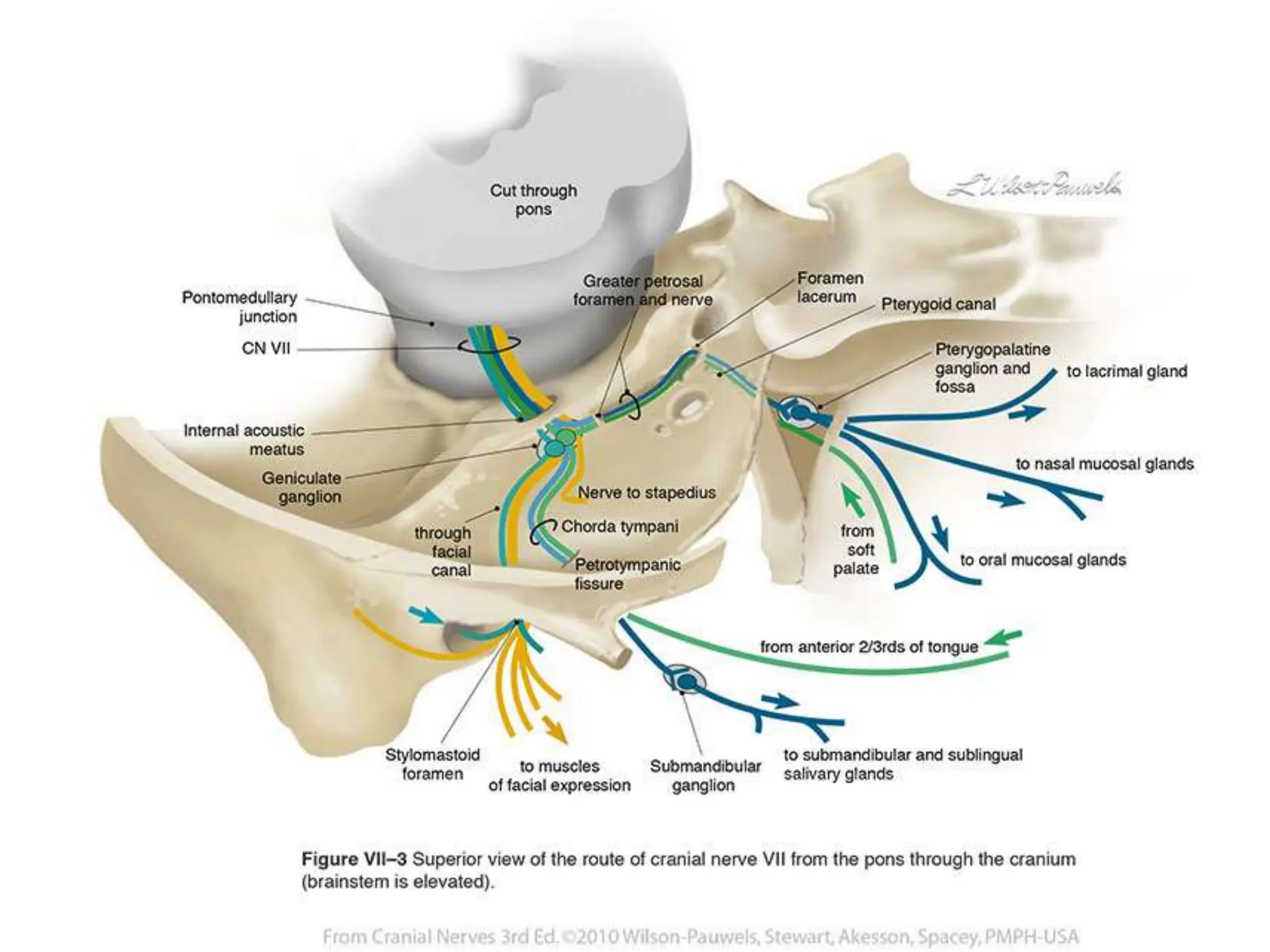Facial Nerve.pptx