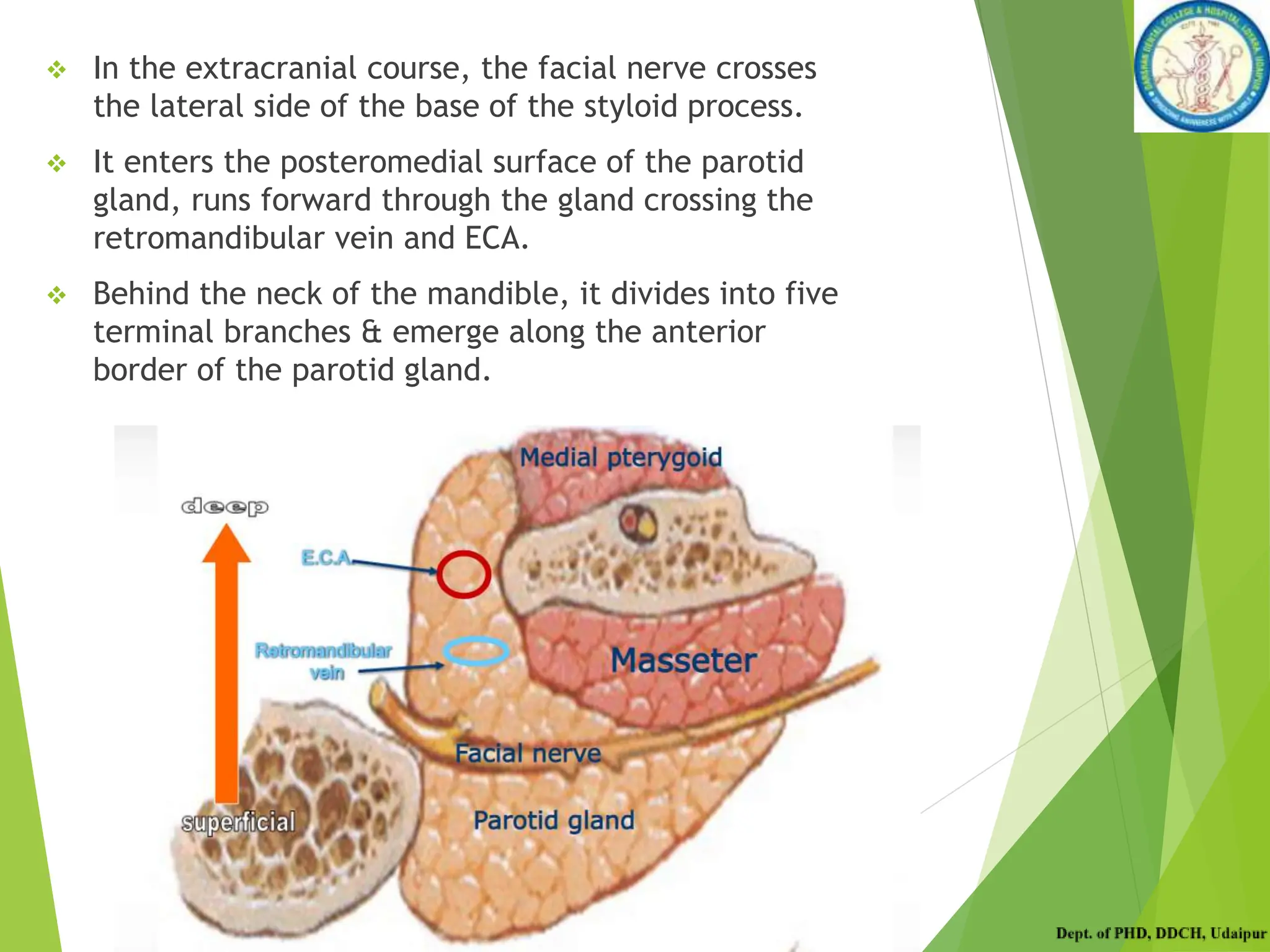 FACIAL NERVE its course and applied anatomy | PPTX