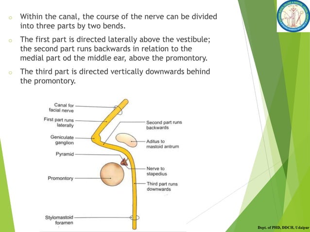 FACIAL NERVE its course and applied anatomy | PPTX | Ear, Nose and ...