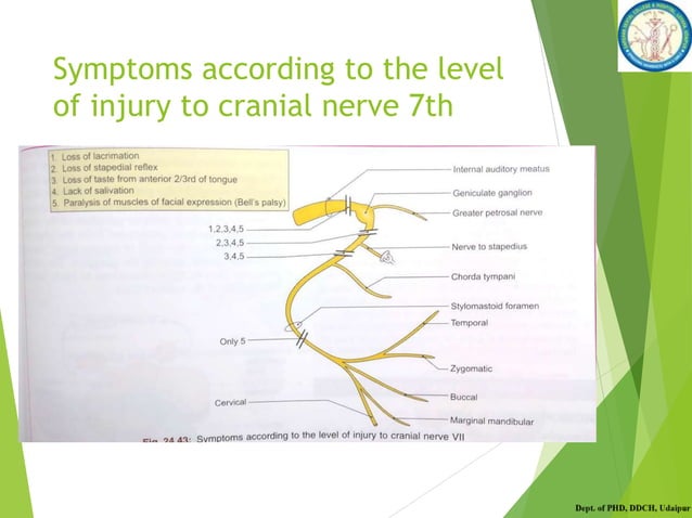 FACIAL NERVE its course and applied anatomy | PPTX | Ear, Nose and ...