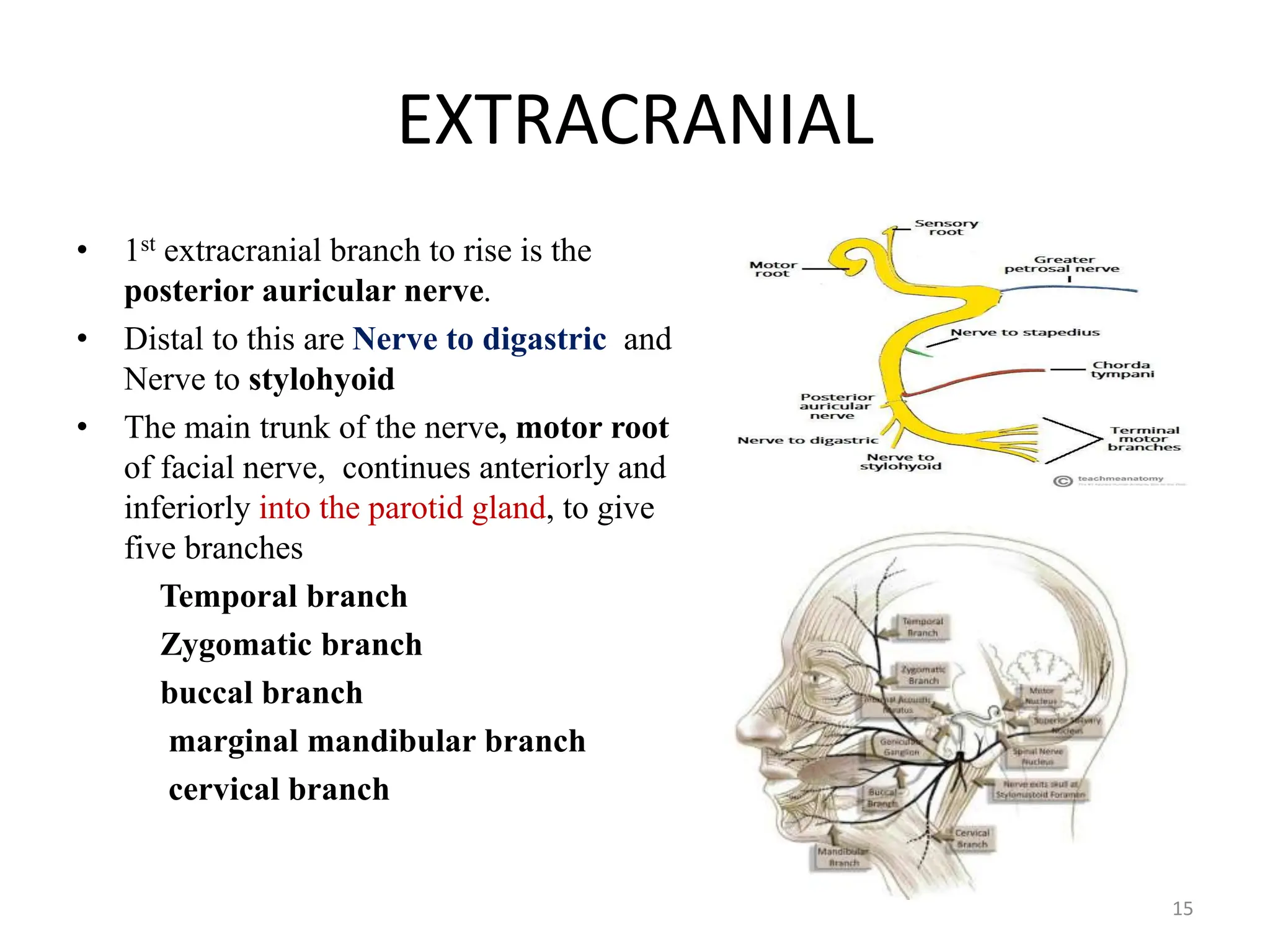 COURSE: ADVANCED ANATOMY II NEUROANATOMY | PPTX