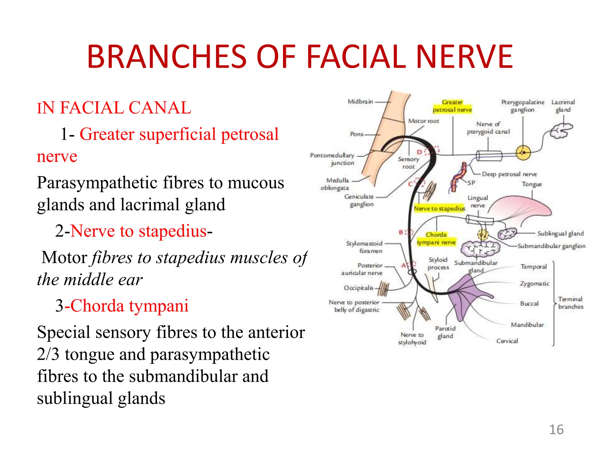 COURSE: ADVANCED ANATOMY II NEUROANATOMY | PPTX