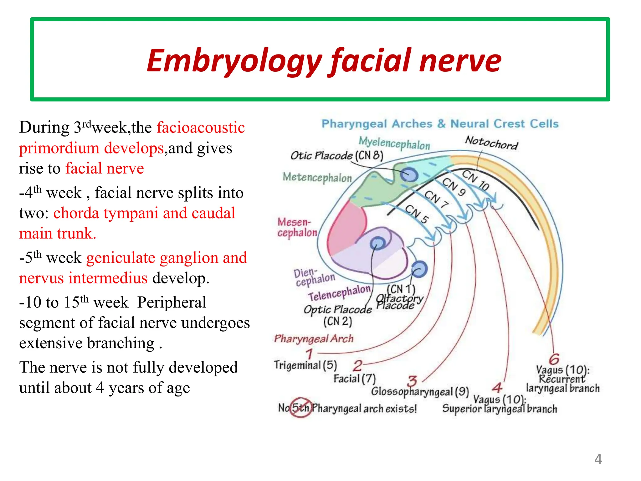 COURSE: ADVANCED ANATOMY II NEUROANATOMY | PPTX