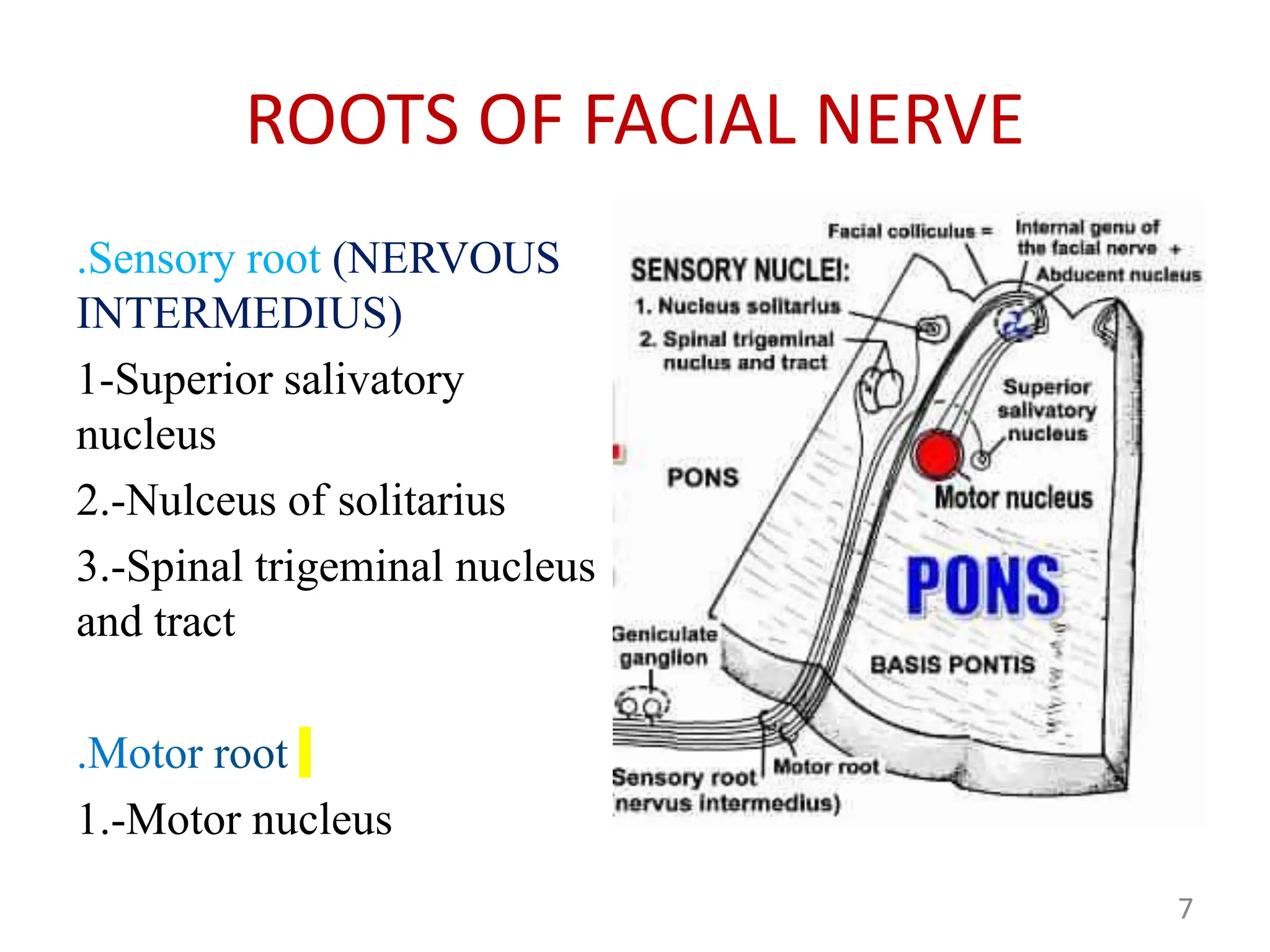 COURSE: ADVANCED ANATOMY II NEUROANATOMY | PPTX