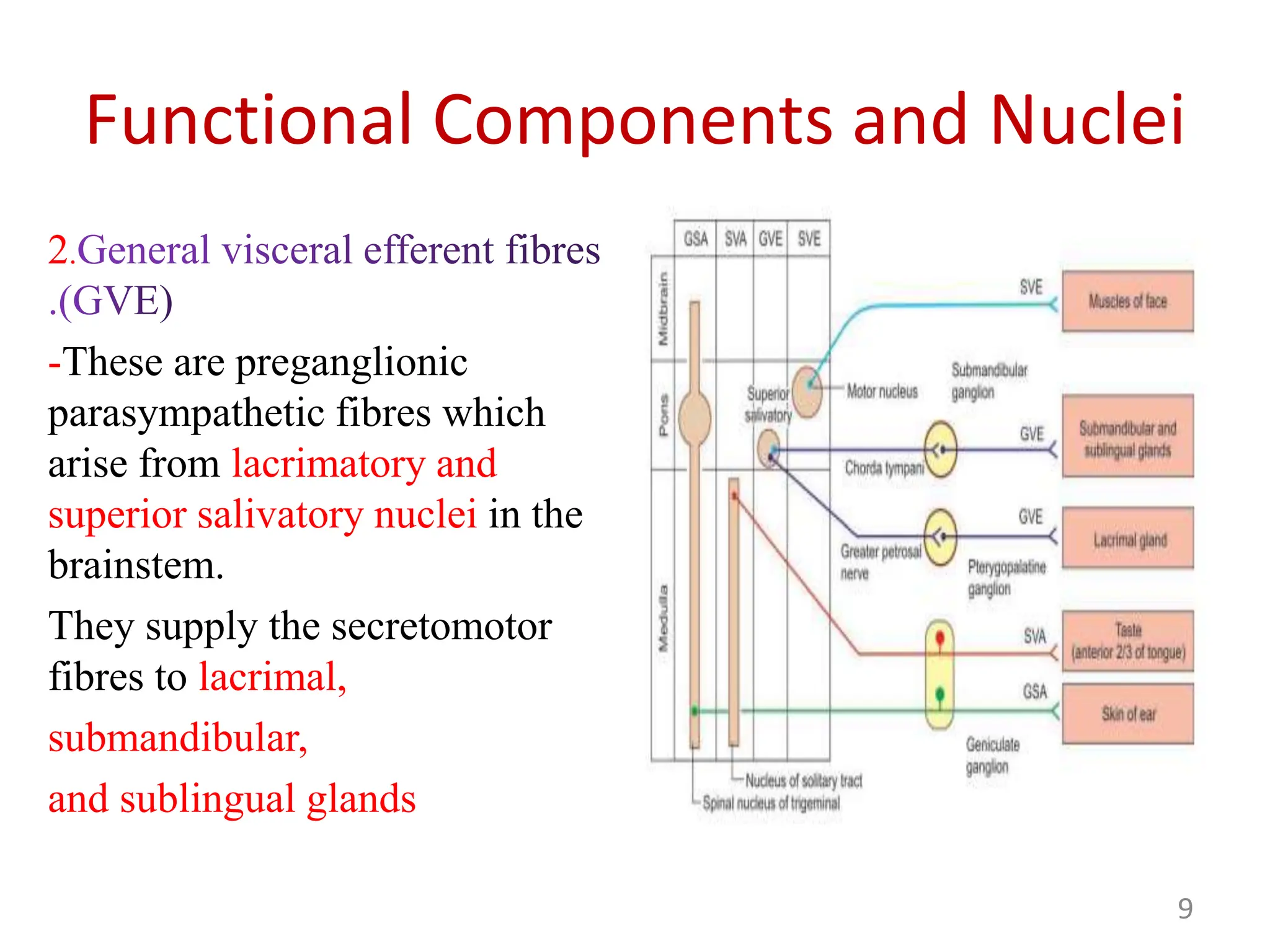 COURSE: ADVANCED ANATOMY II NEUROANATOMY | PPTX
