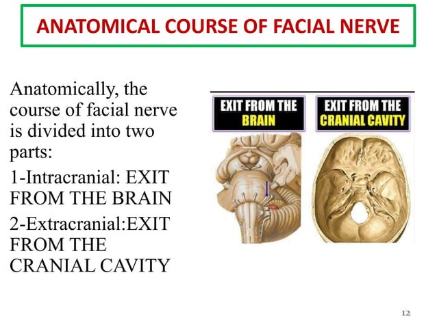COURSE: ADVANCED ANATOMY II NEUROANATOMY | PPT