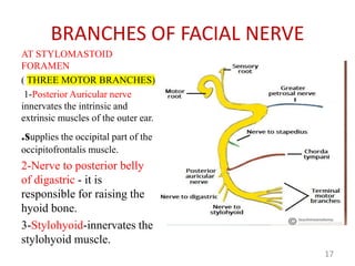 COURSE: ADVANCED ANATOMY II NEUROANATOMY | PPTX