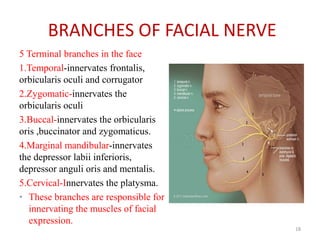 COURSE: ADVANCED ANATOMY II NEUROANATOMY | PPTX