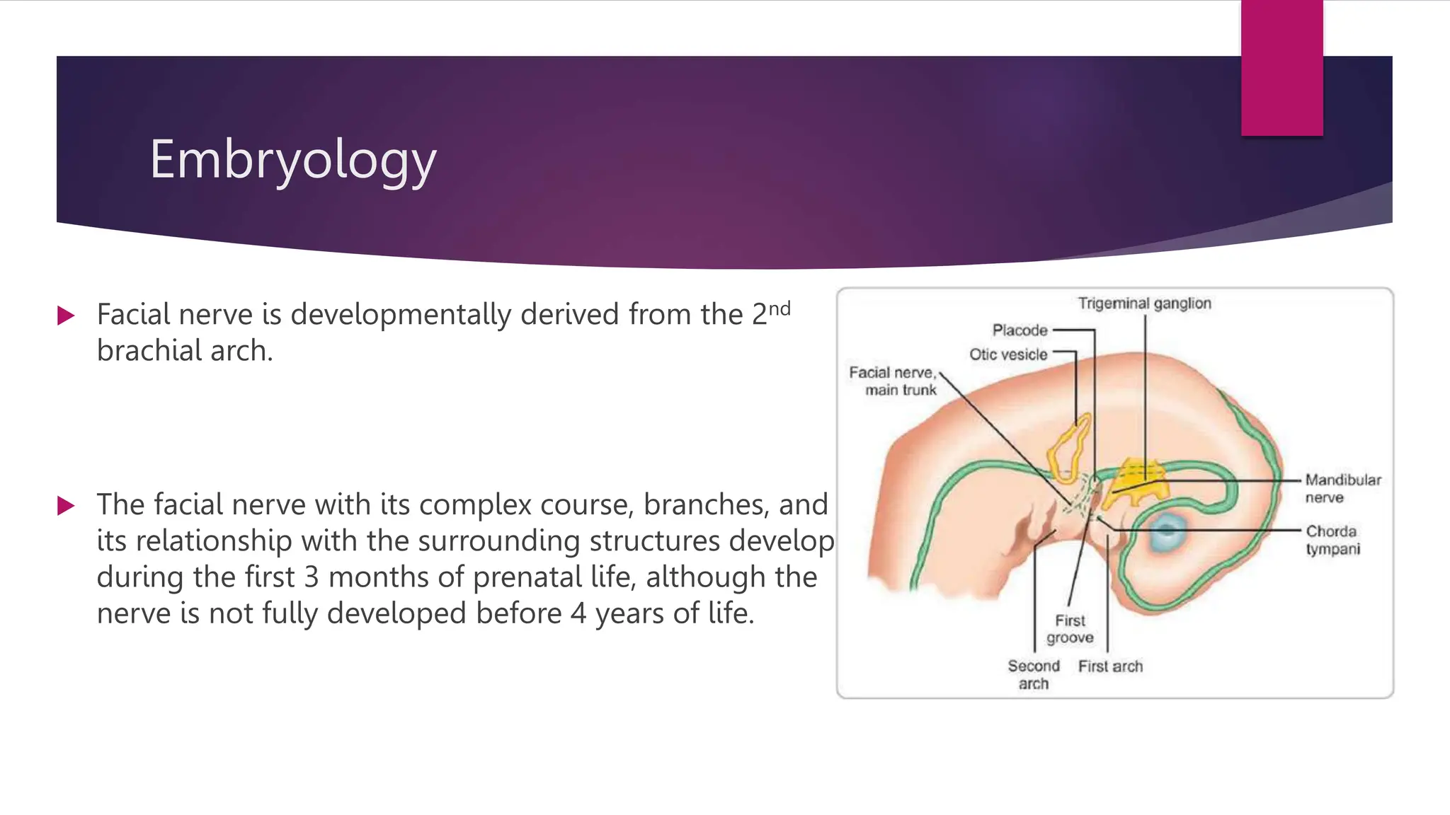 FACIAL NERVE | PPTX