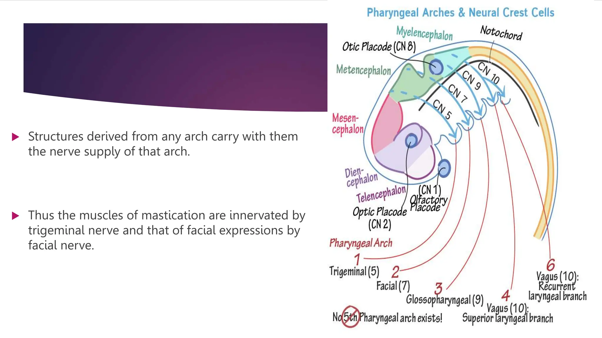 FACIAL NERVE | PPTX
