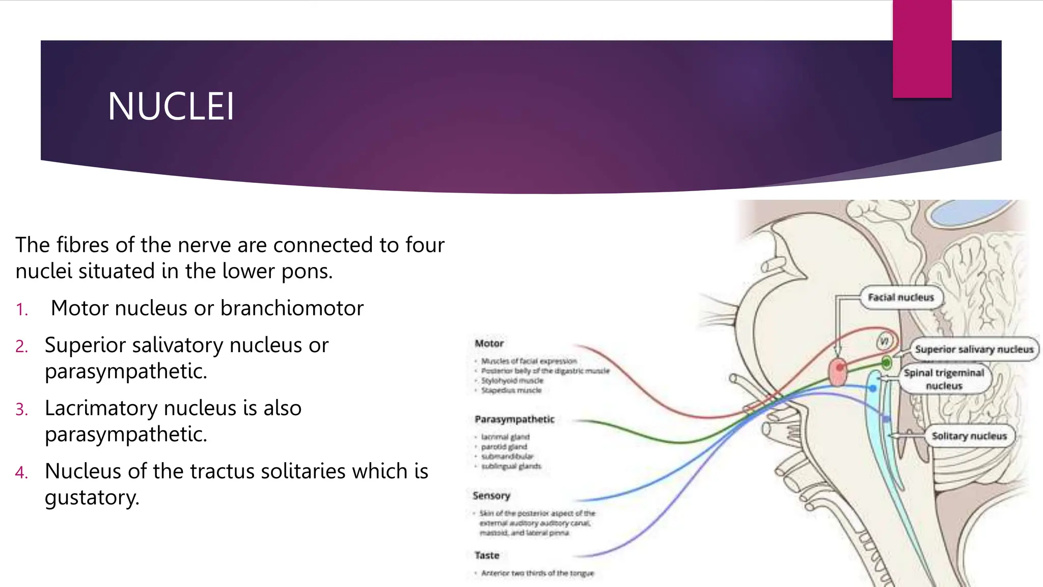 FACIAL NERVE | PPTX