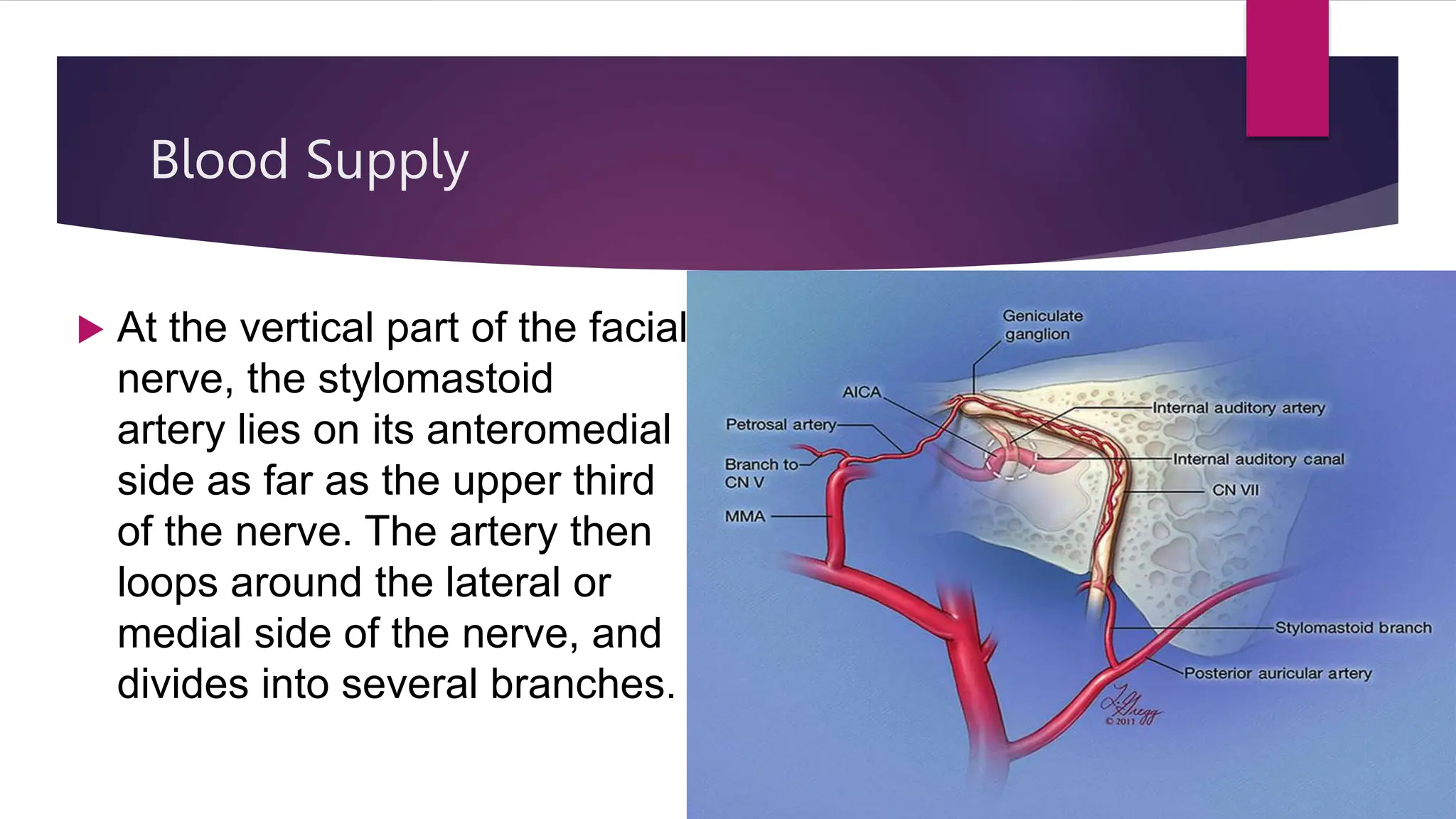 FACIAL NERVE | PPTX