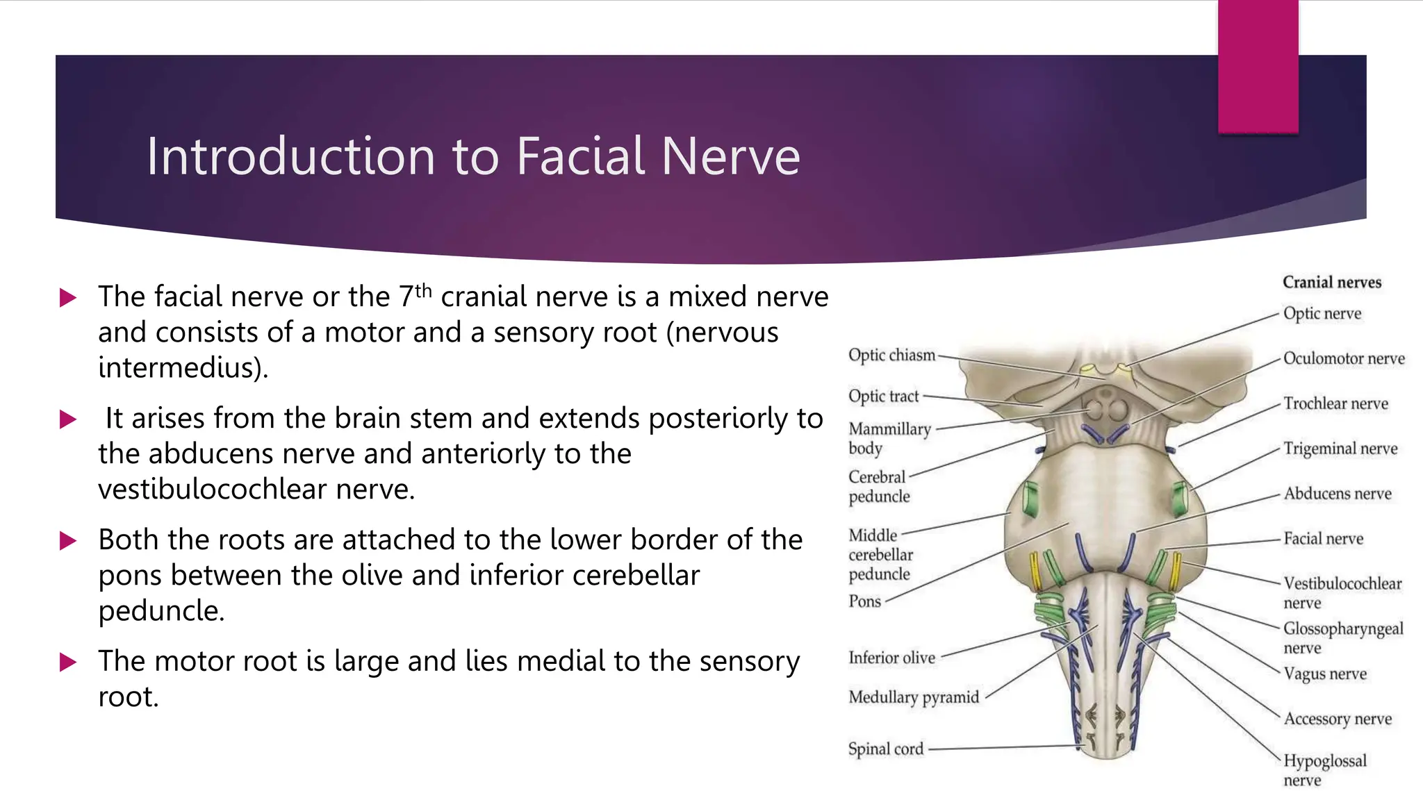 FACIAL NERVE | PPTX
