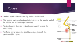 FACIAL NERVE | PPTX