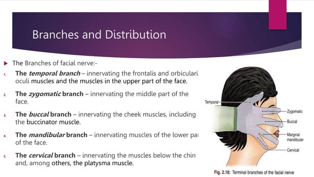 FACIAL NERVE | PPTX
