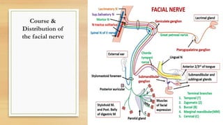 facial nerve Anatomy phydiology and clinical aspects | PPTX