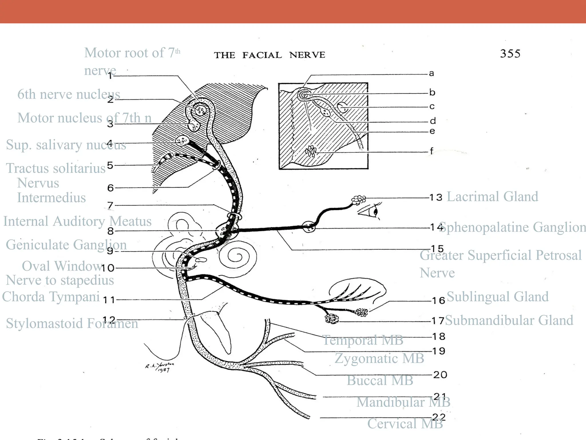 Facial Nerve Injury,Facial Nerve Injury,Facial Nerve Injury | PPTX ...