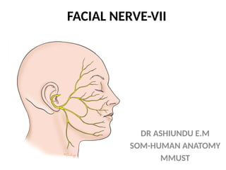 Anatomy of the head and nerves. FACIAL NERVE.pptx