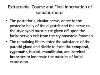 Anatomy of the head and nerves. FACIAL NERVE.pptx