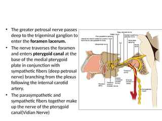 Anatomy of the head and nerves. FACIAL NERVE.pptx