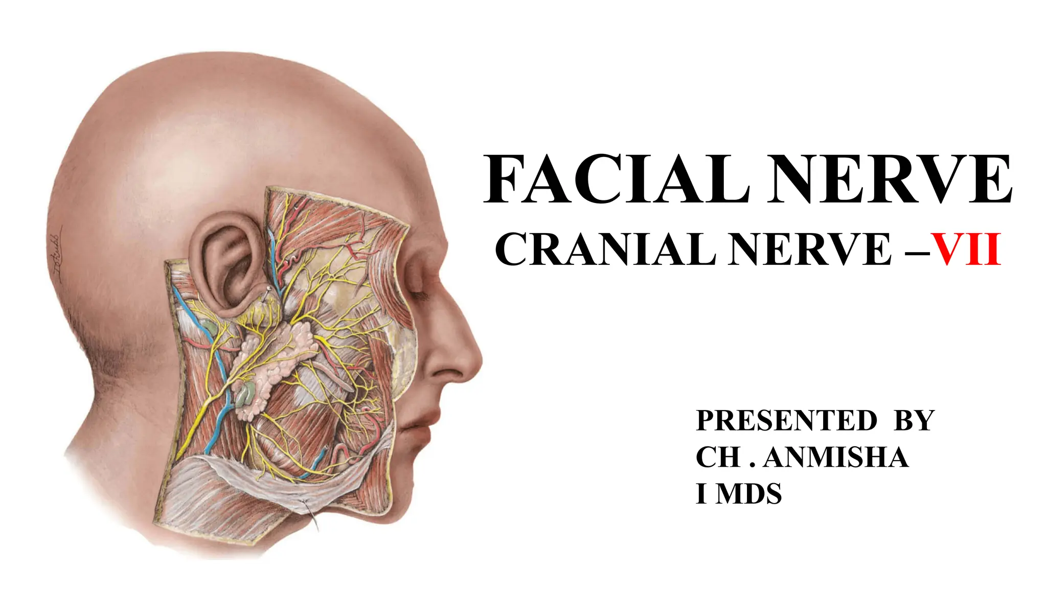 FACIAL NERVE ANATOMY AND ITS BRANCHES .pptx