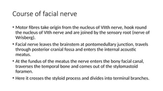 Anatomy and physiology of the facial nerve and its Topodiagnostic tests ...