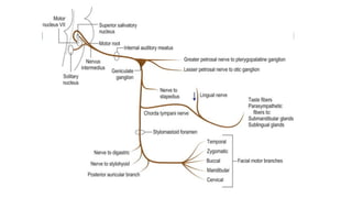 Facial Nerve map and innervation powerpoint | PPTX