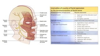 Facial Nerve map and innervation powerpoint | PPTX