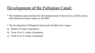 facial nerve .pptx anatomy and segmentso | PPTX