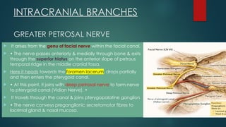FACIAL NERVE and facial expressions.pptx