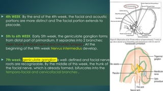FACIAL NERVE and facial expressions.pptx