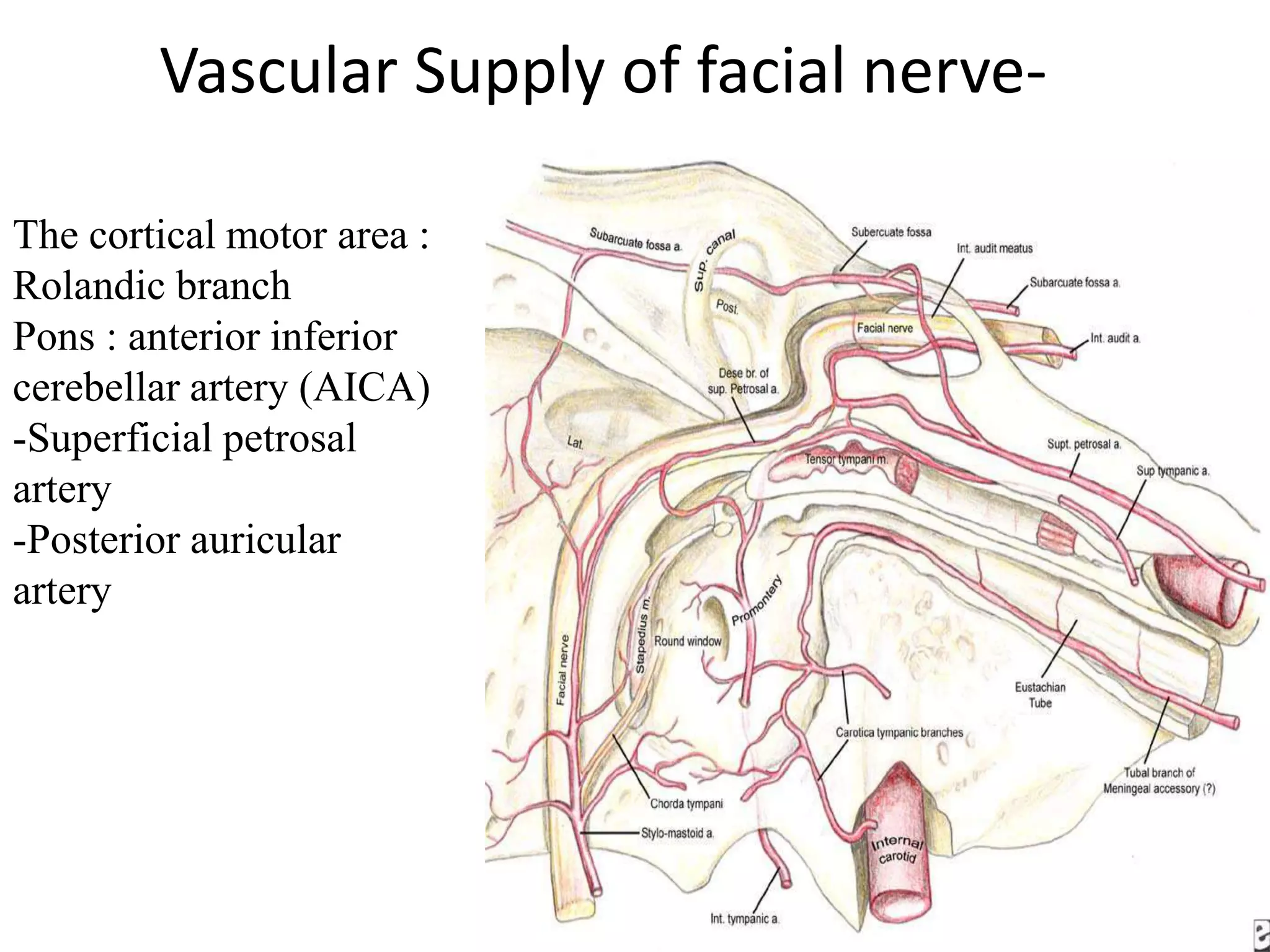 Facial nerve anatomy and important aspects | PPTX