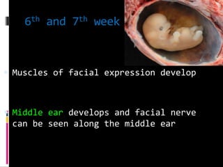 facial nerve anatomy for medical students and ENT postgraduates | PPTX
