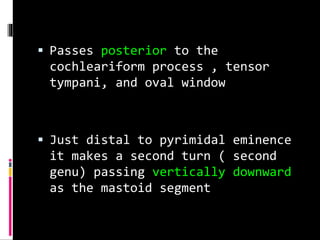 facial nerve anatomy for medical students and ENT postgraduates | PPT