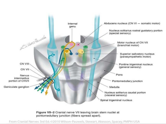 facial nerve anatomy for medical students and ENT postgraduates