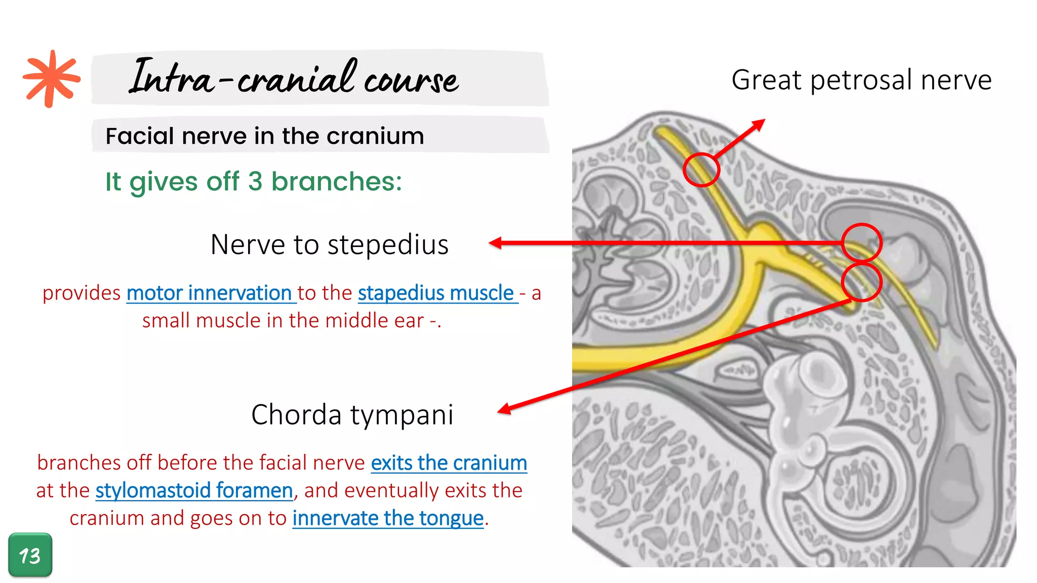 Facial nerve | PDF