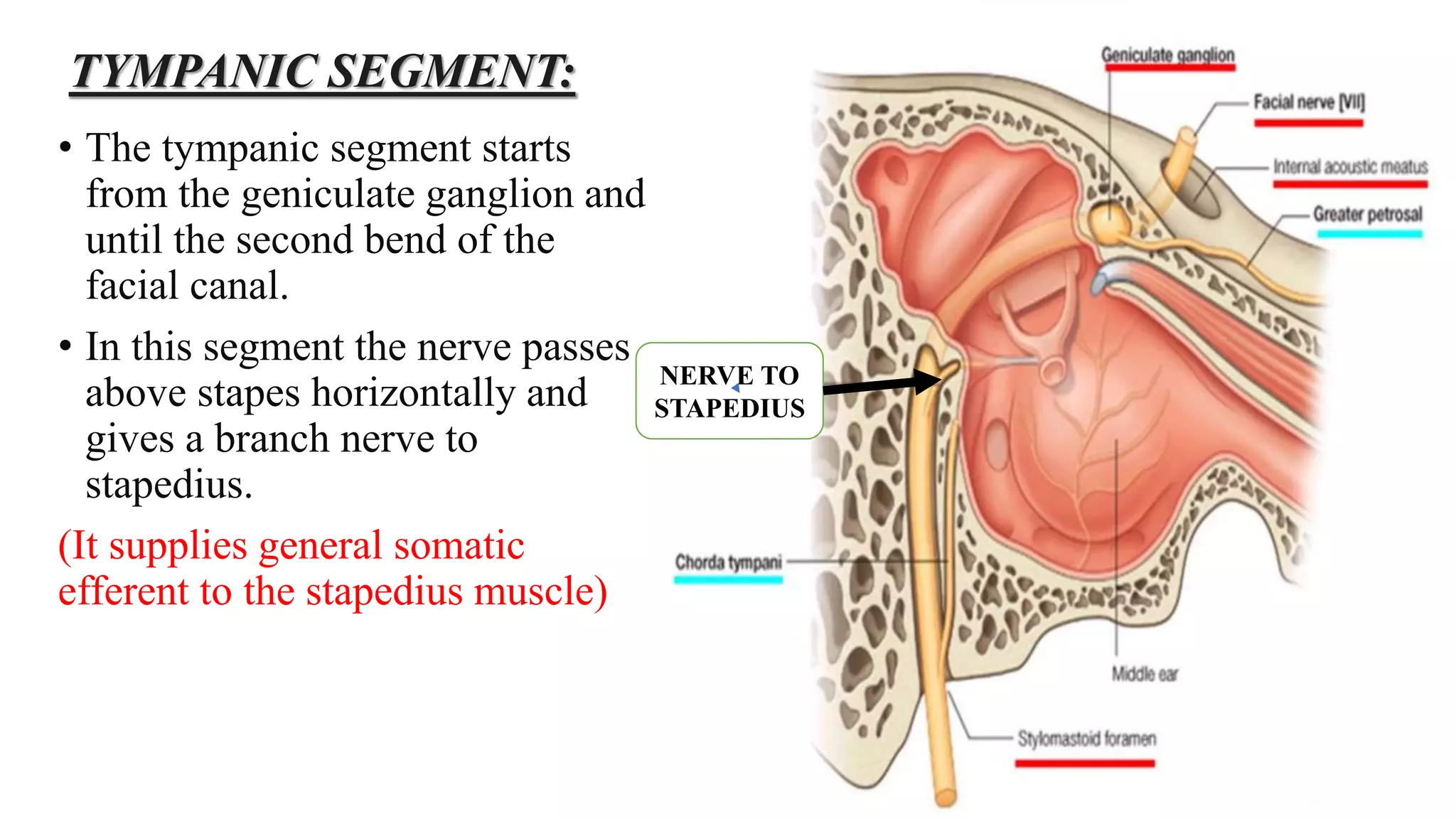 Facial nerve.pptx
