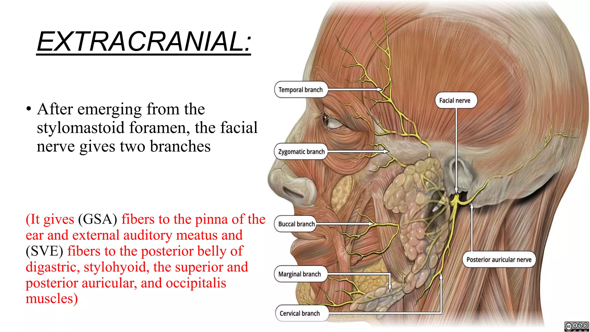 Facial nerve.pptx