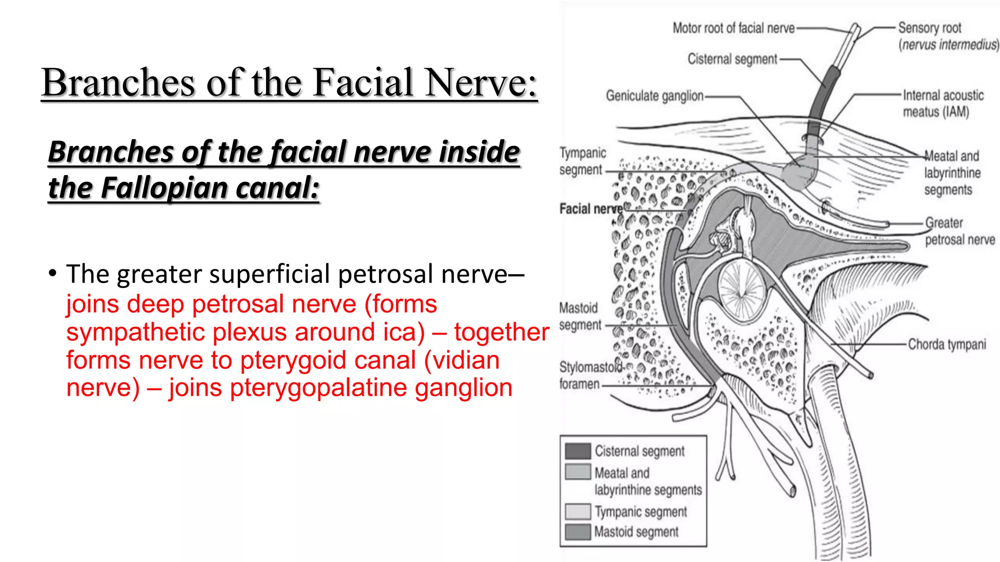 Facial nerve.pptx