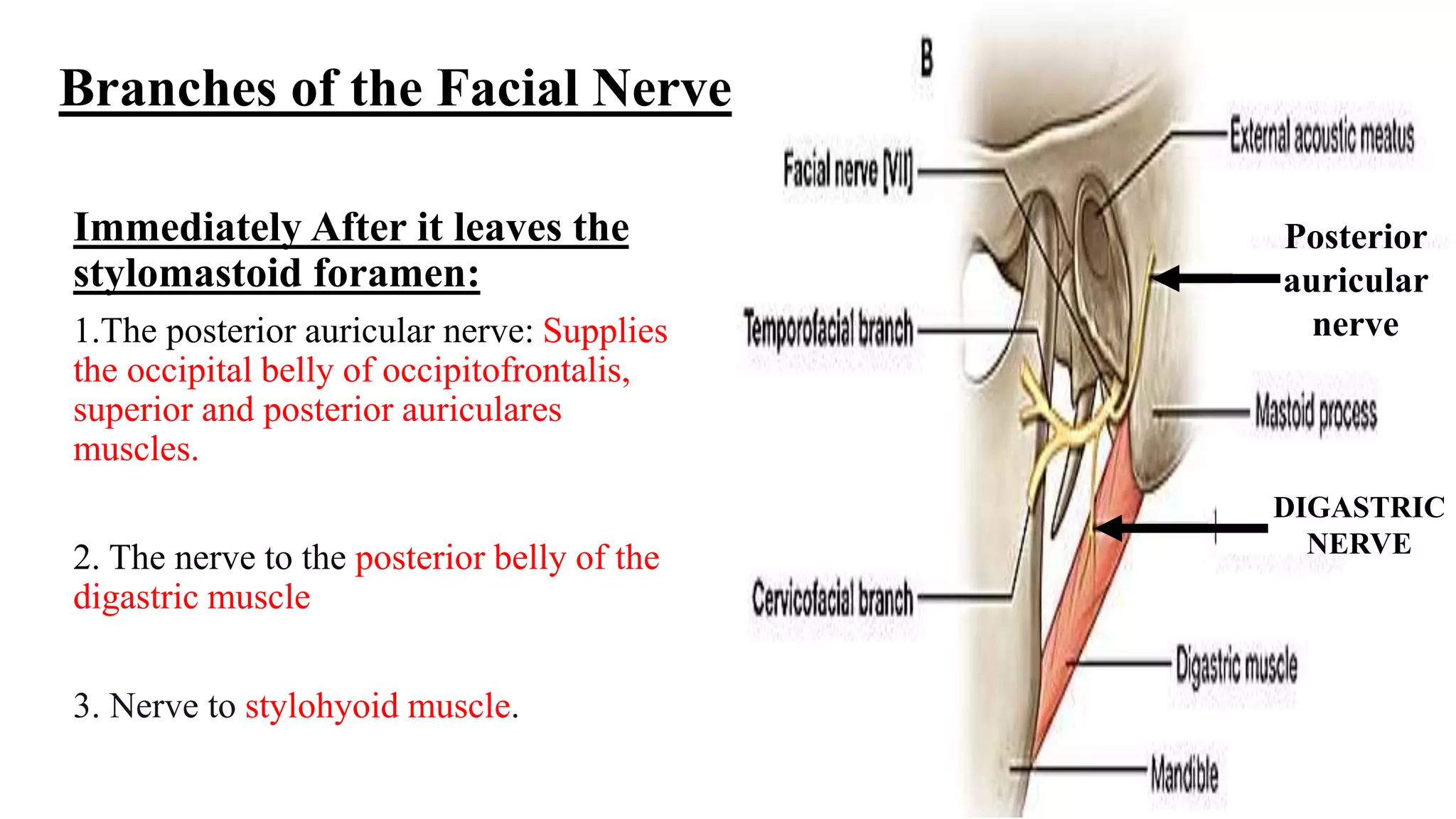 Facial nerve.pptx