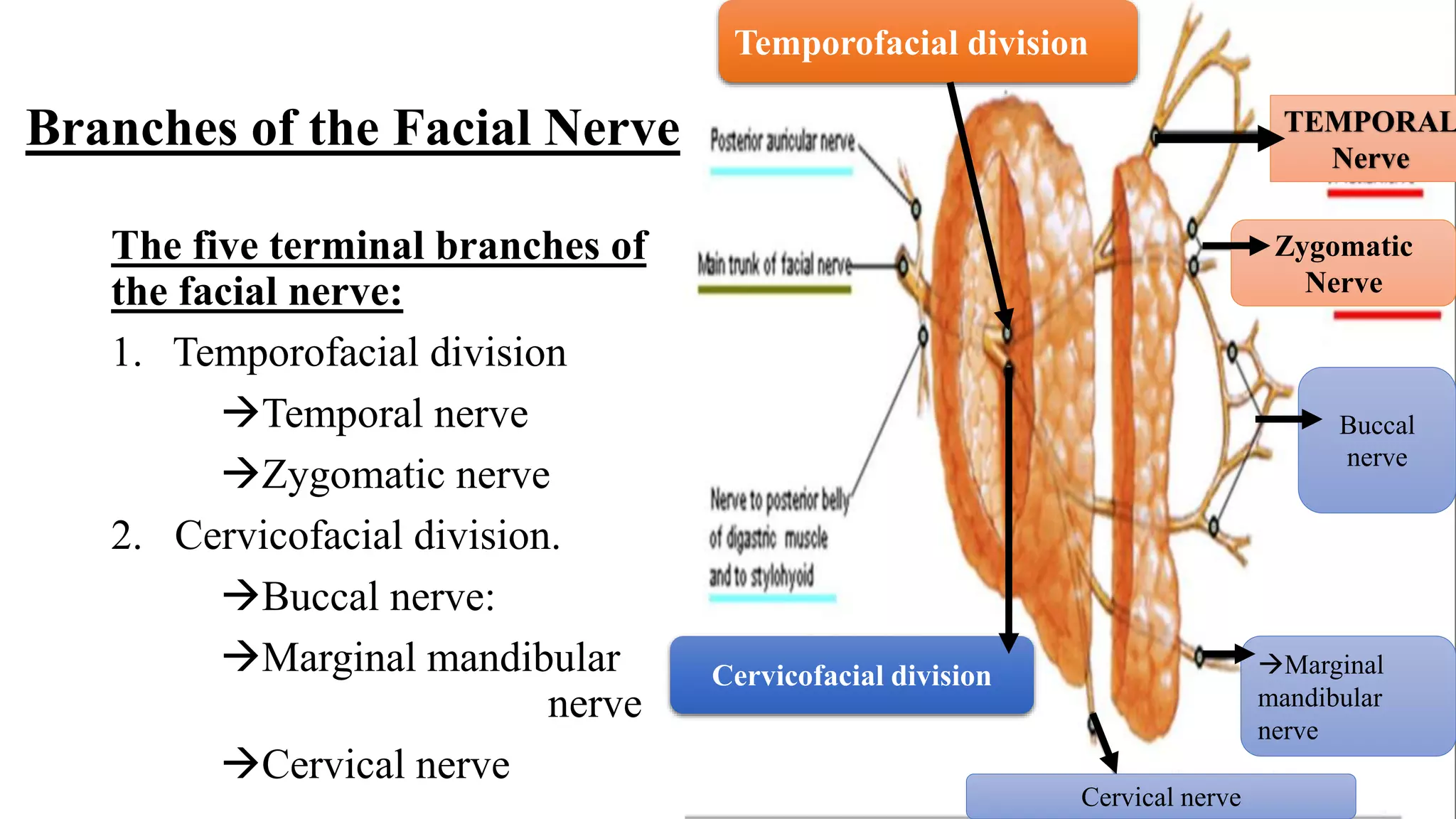 Facial nerve.pptx
